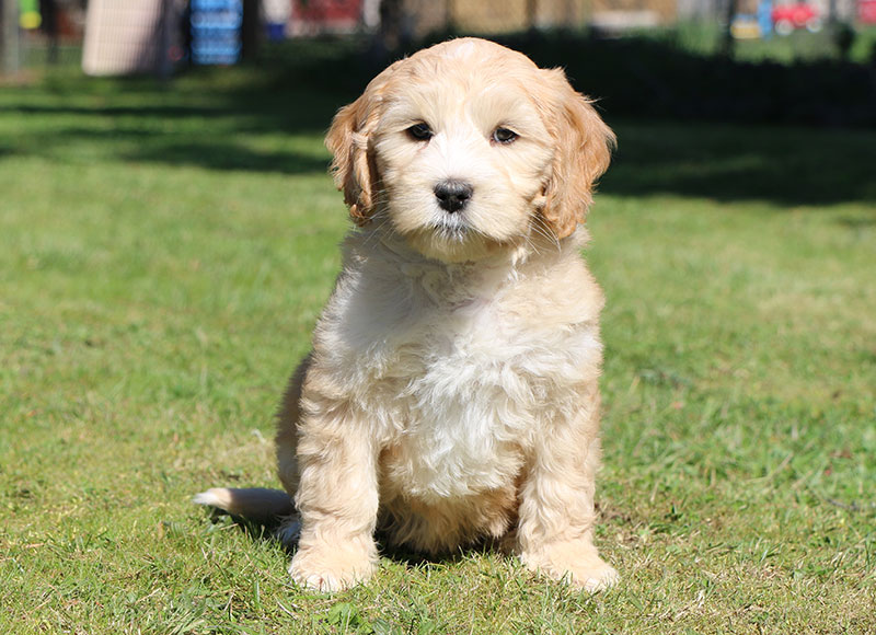Current Litters – Signature Labradoodles