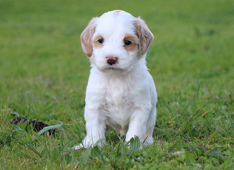 Current Litters – Signature Labradoodles