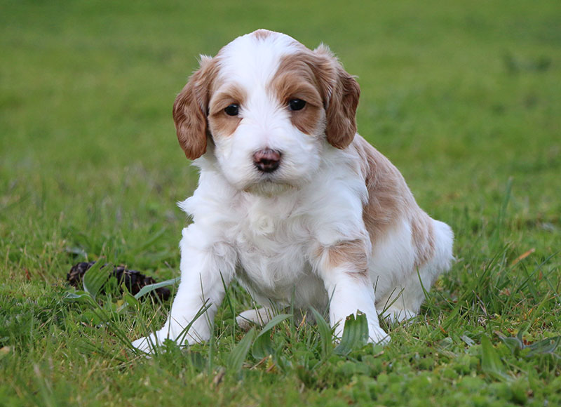 Current Litters – Signature Labradoodles