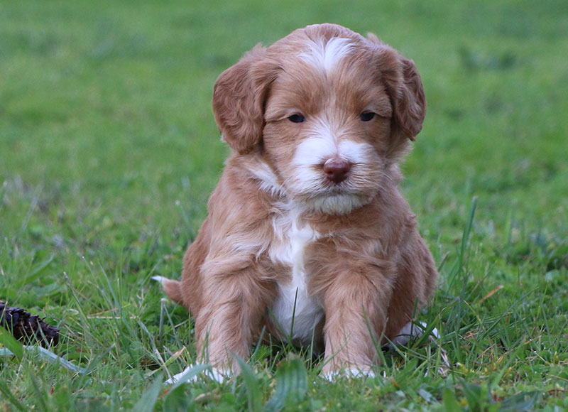 Current Litters – Signature Labradoodles