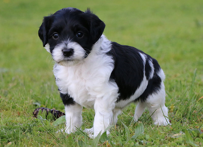 Current Litters – Signature Labradoodles