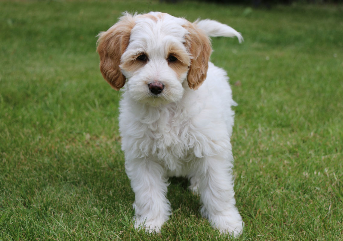 Current Litters - Signature Labradoodles