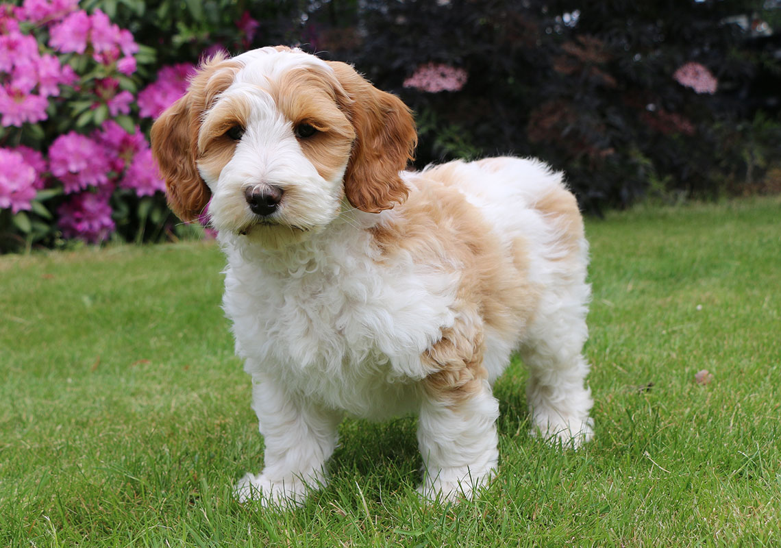 Current Litters - Signature Labradoodles
