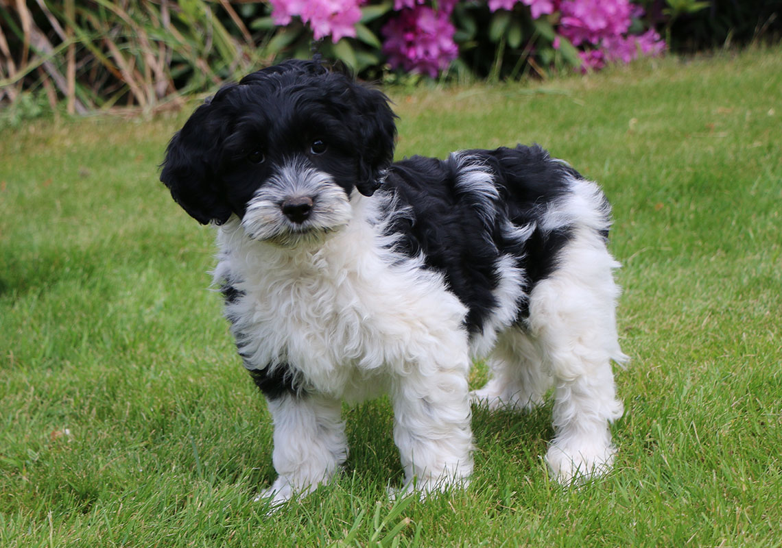 Current Litters – Signature Labradoodles