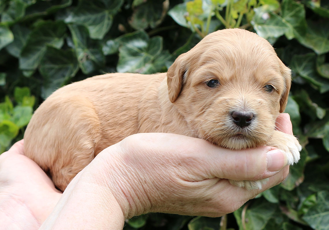 Current Litters – Signature Labradoodles